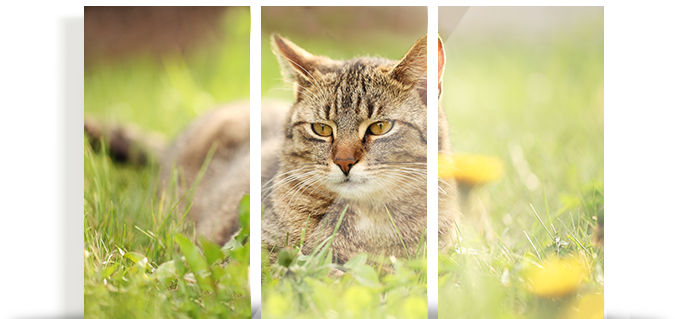 Split Acrylic Prints | Canvas Factory